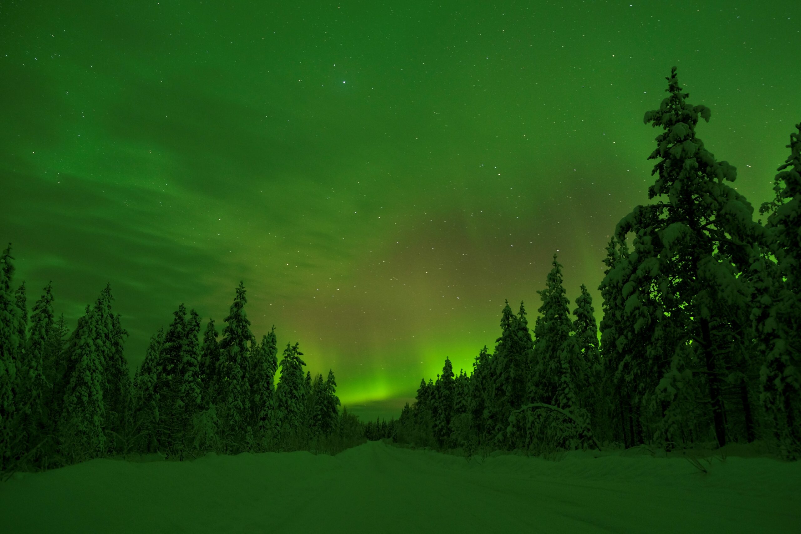 Home - Boreal Europe